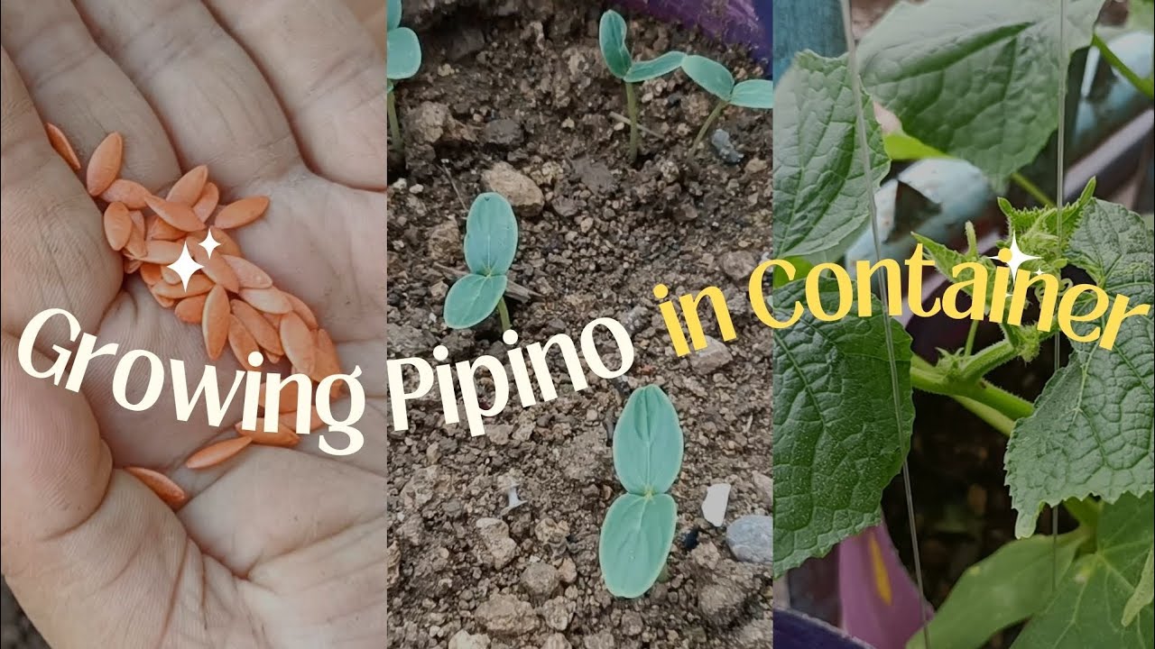 Growing Pipino in Container (Gulayan sa Paaralan) - YouTube