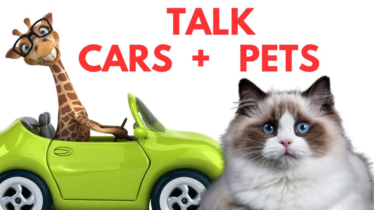 TALK CARS + PETS! | Parent Baby Songs - YouTube