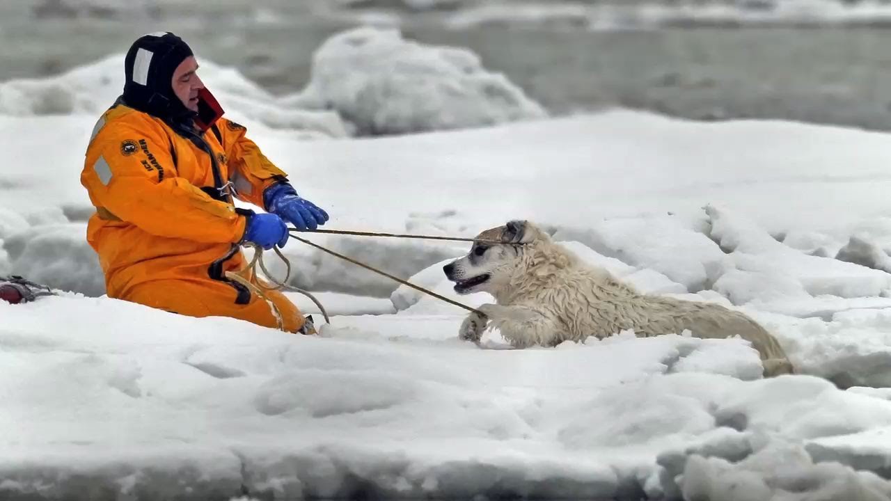 Icy Dog Rescue - YouTube
