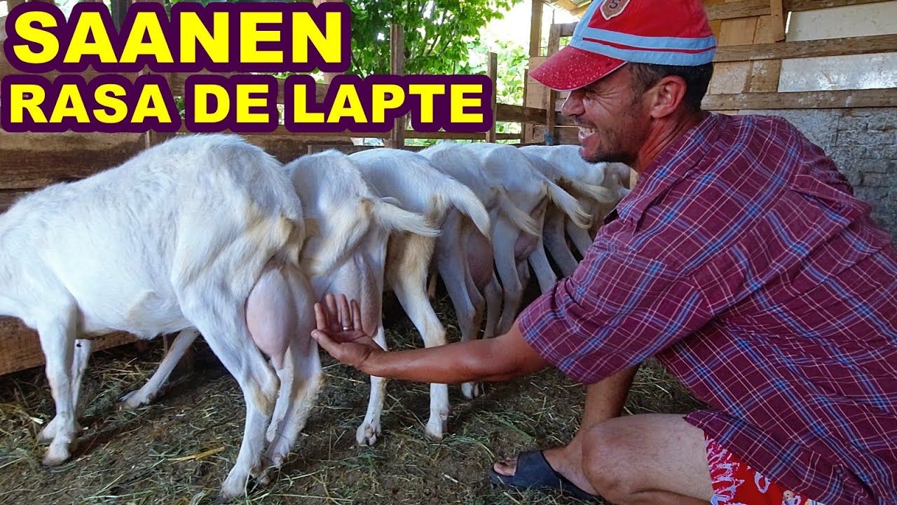 CEA MAI TARE RASA DE CAPRE IN PRODUCTIA DE LAPTE - SAANEN LA MARIUS ...