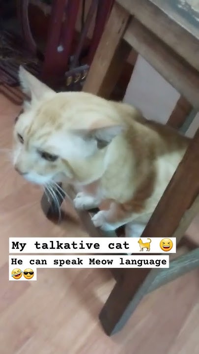 He can speak "Meow language" 🤣🤣😎 #cat #youtubeshorts #shorts #catlover ...
