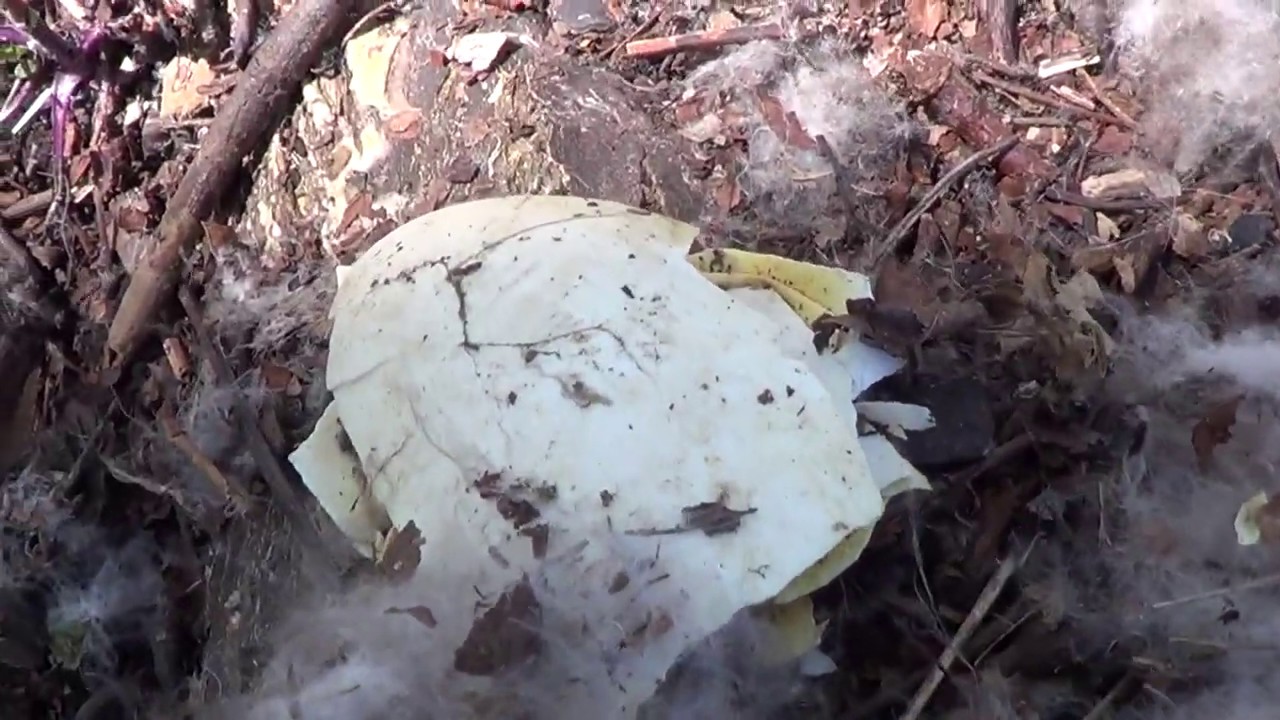 Canada Goose Nest Abandoned HQ HD - YouTube