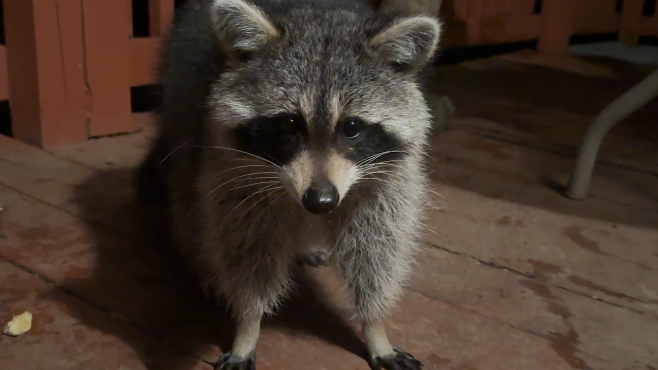 I got to film Nibbles for a little - YouTube