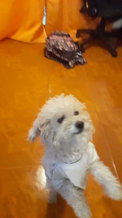 el perro baila cumbia 🥳 - YouTube