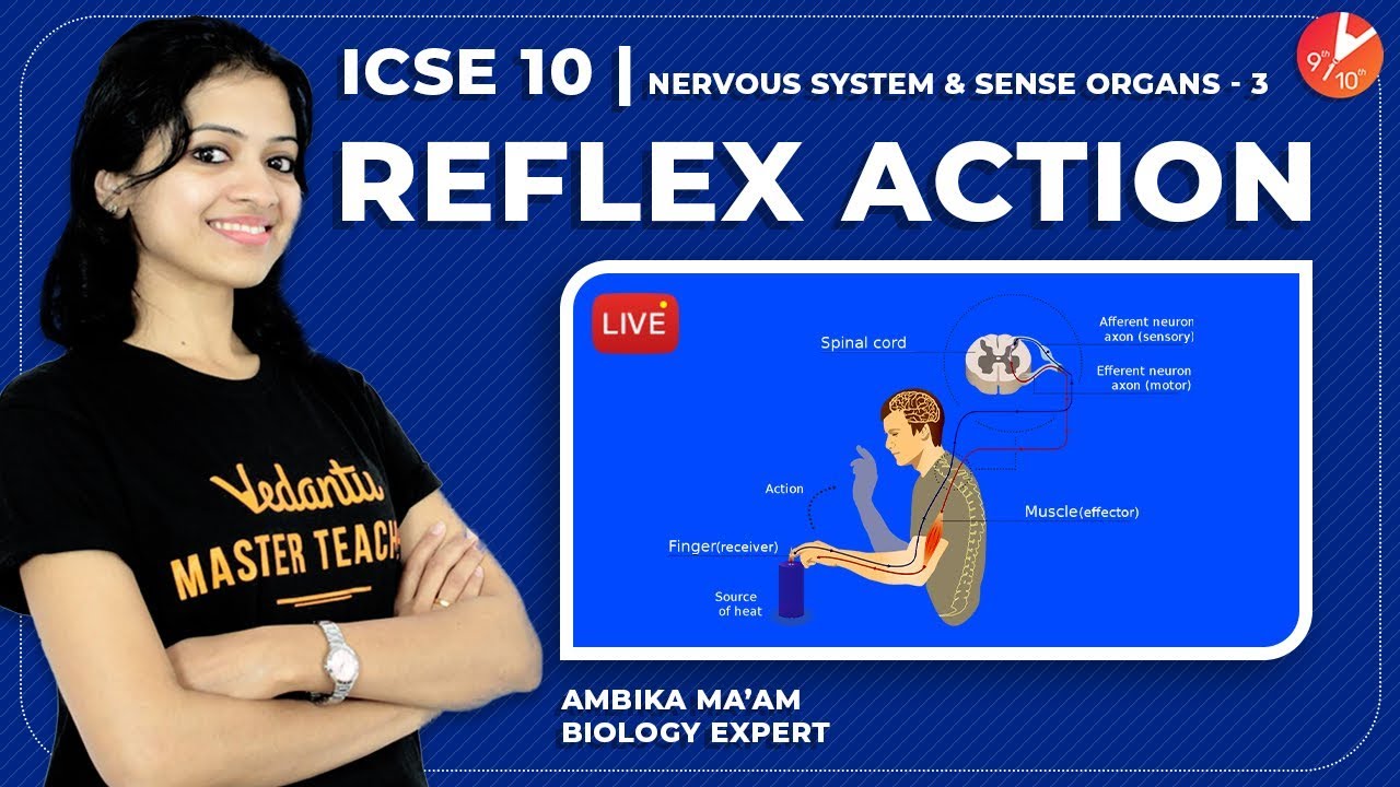 Nervous System and Sense Organs Class 10 | L 3 | Reflex Action ICSE ...