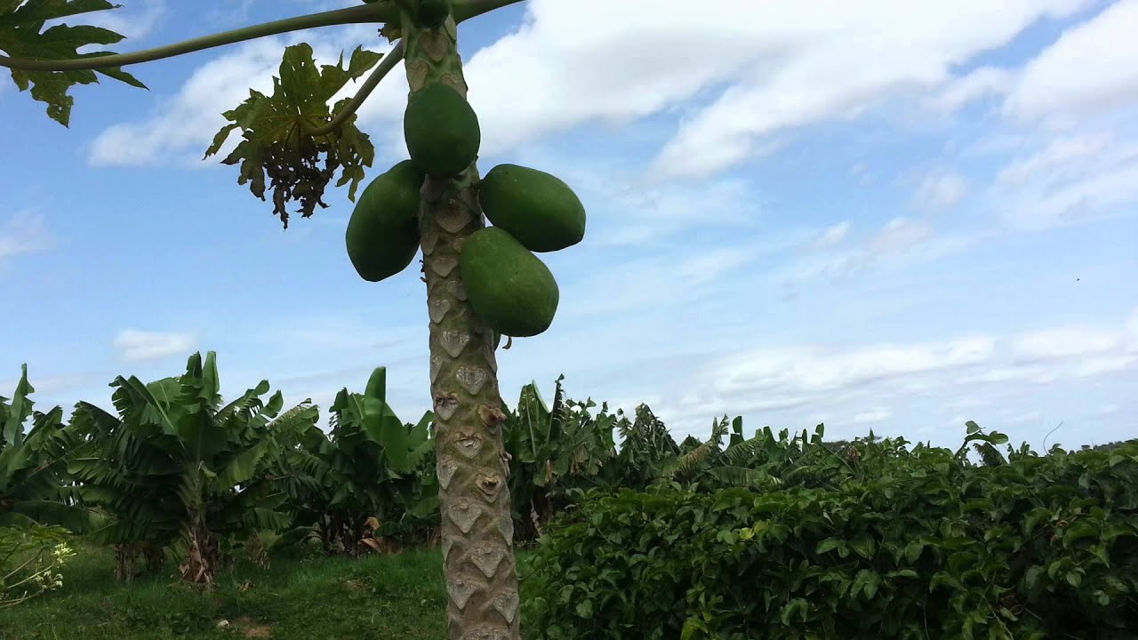 harari traditional zikri 6EEFA067 4DEA 44BF 8090 1254100D97DC - YouTube