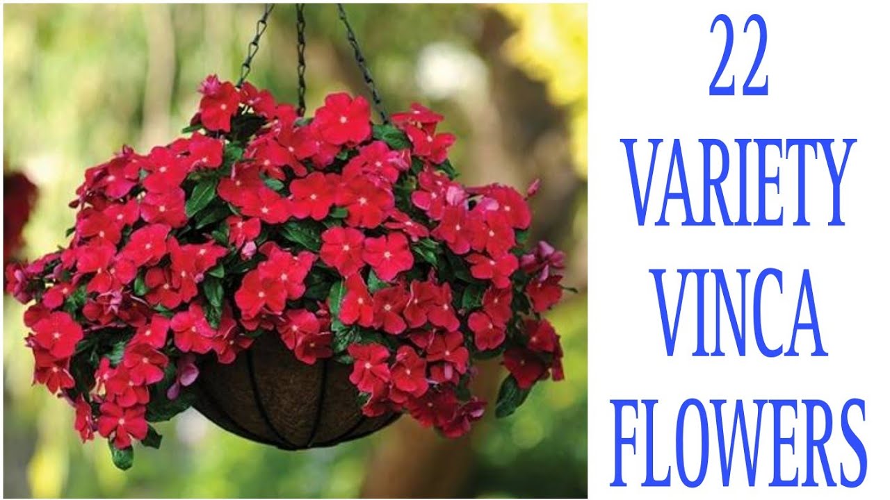 22 Best Types of Vincas Flower | Madagascar Periwinkle Varieties - YouTube