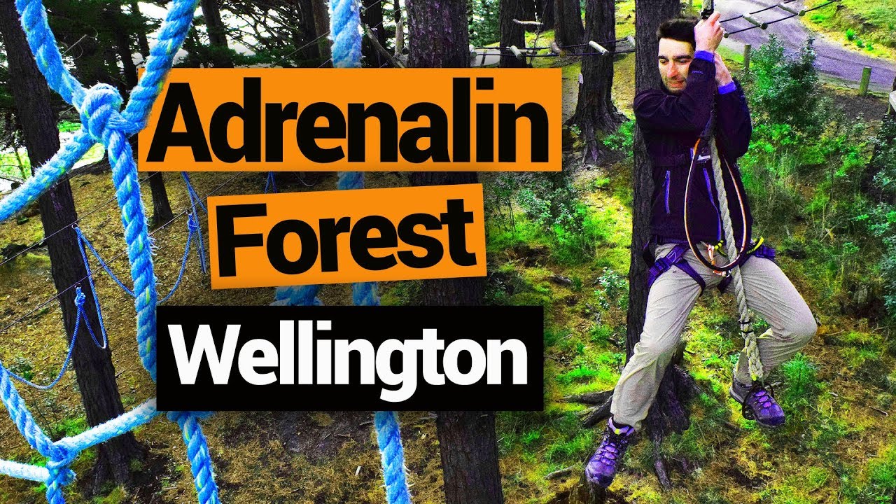 🌲 Adrenalin Forest in Wellington - New Zealand's Biggest Gap Year ...