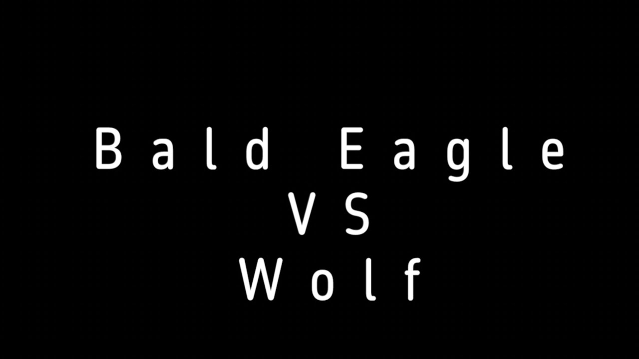 Bald Eagle vs Wolf - YouTube