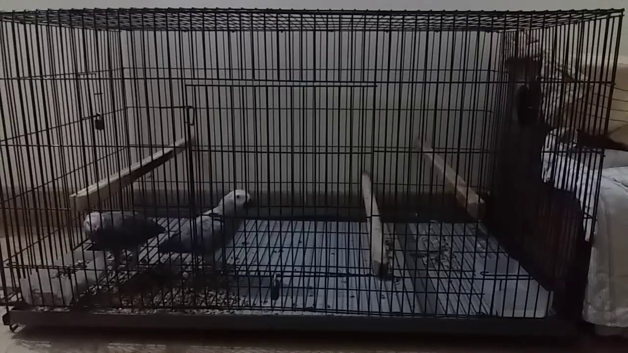 African | Gray Parrot | Cage | bird market | Breeding | spunkygamer007 ...