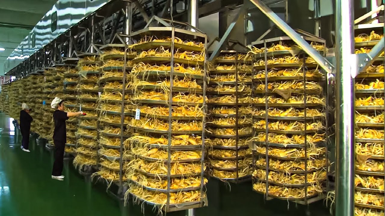 Growing and harvesting the most expensive Korean ginseng in the world ...