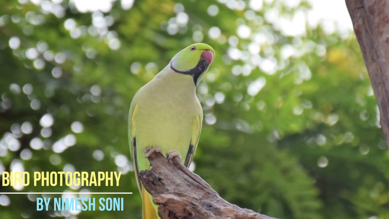 Bird Photography with Nikon D5300 - YouTube