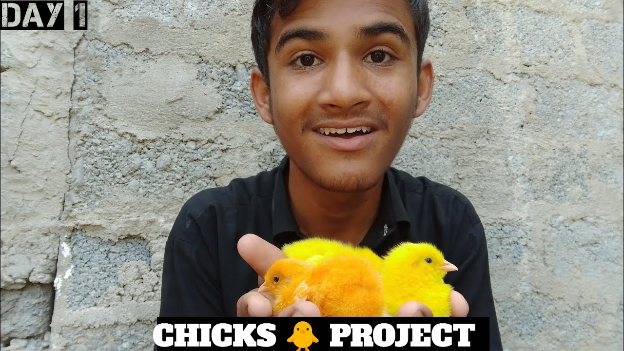 CHICKS 🐥 PROJECT| DAY (1) | 400 KA INVESTMENT - YouTube
