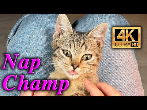 Nap Champion 😹🥹 Trusting Furry Angel 😇 How Relaxed This Cat Gets! 🐱💤 ...