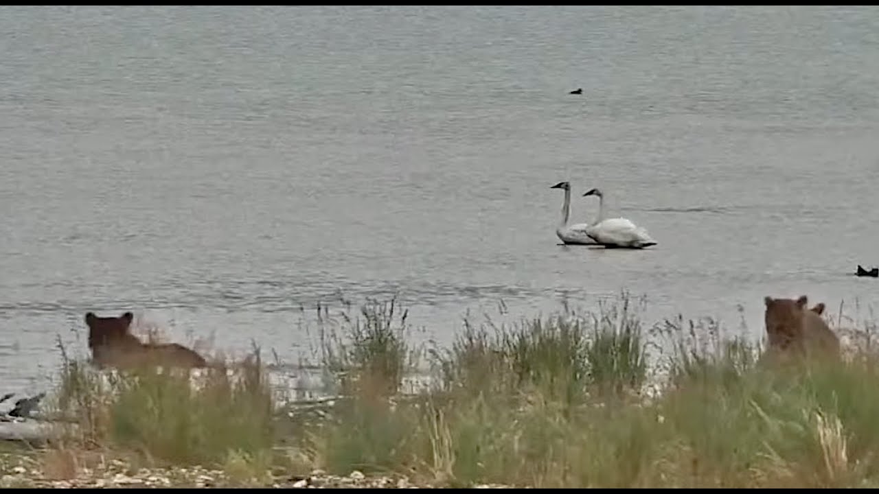 13 Aug 2024: Swans at spit while 910s watch (explore.org) - YouTube