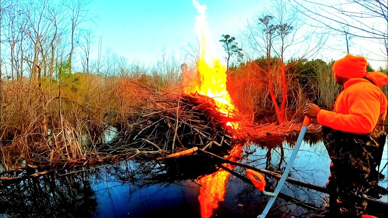 Burning Beaver Dam Swamp Huge Debris Pile! || BEAVER DAM REMOVAL IN ...
