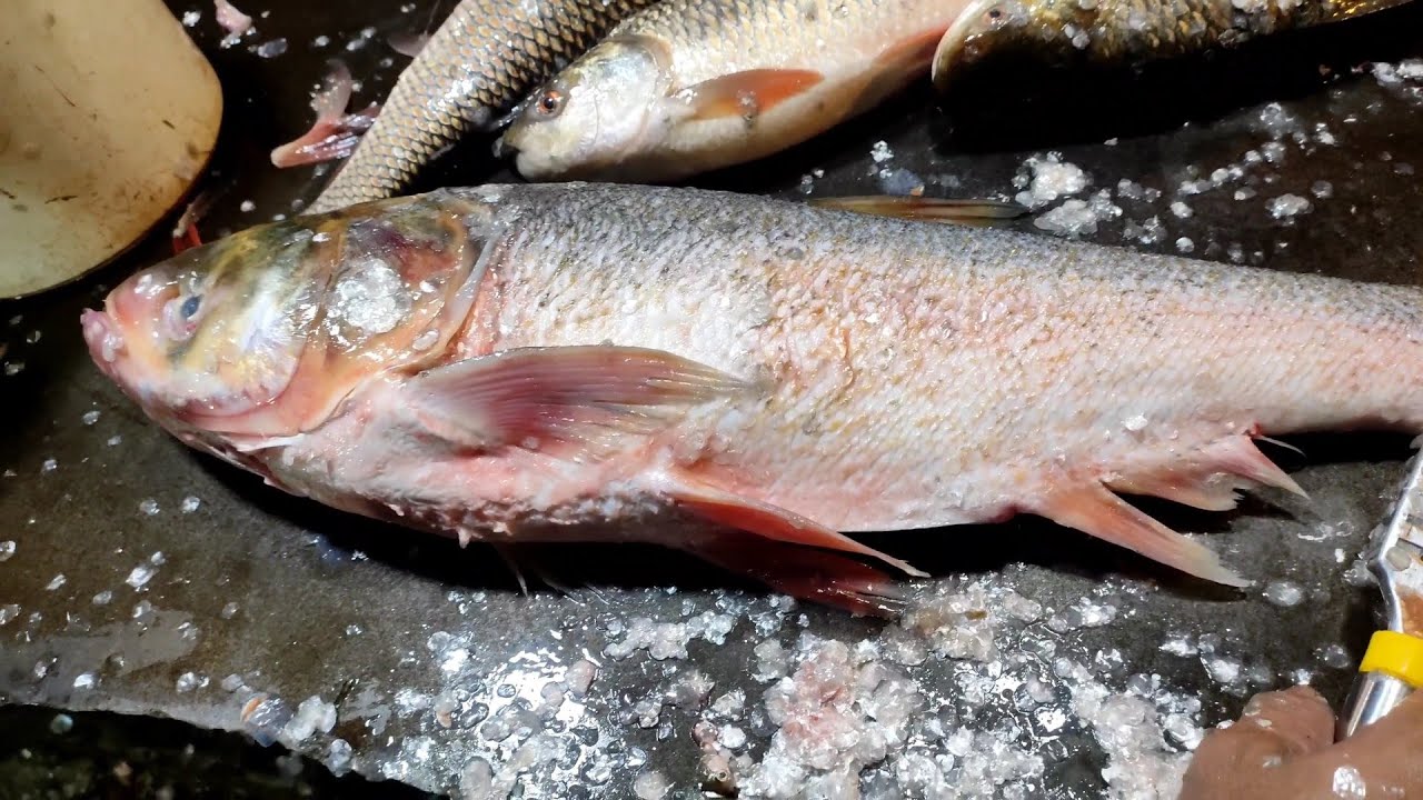 Fastest big silver carp fish cutting skills in Bangladesh fish market ...