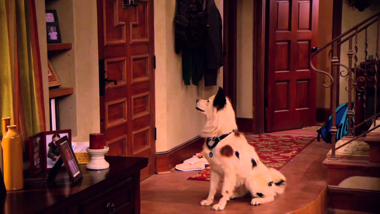 Disney Channel - Hund mit Blog - Hundegedanken - Folge 1 - YouTube