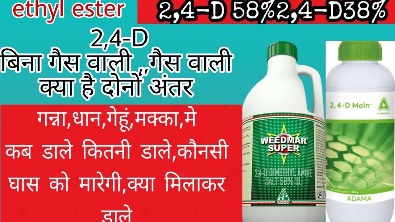 paddy,sugarcane,wheat,2,4-D herbicide | ethyl ester 38% | dimethyl amin ...