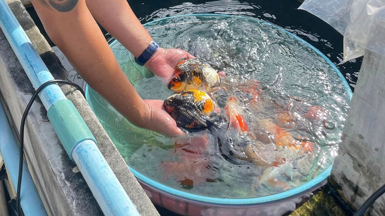 THE BEAUTIFUL GOLDFISH - HIGH QUALITY GOLDFISH IN THAILAND FARM - YouTube