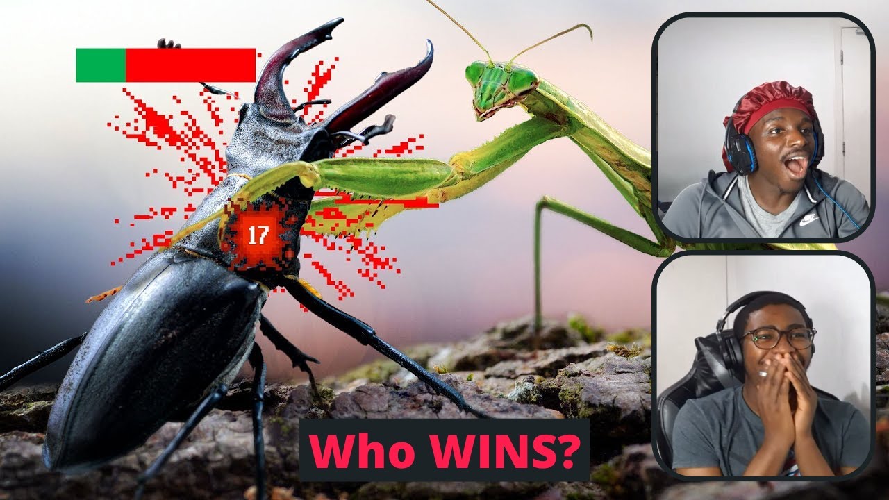 The Insect Tier List - TierZoo ¦ Unorthodox Reactions - YouTube