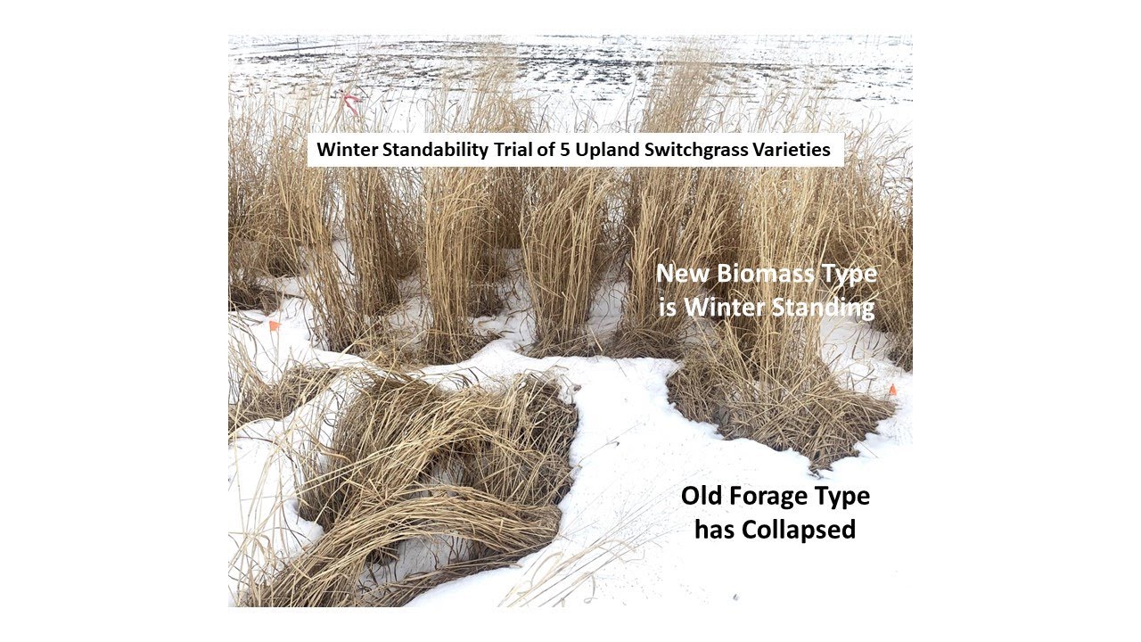 Which Upland Switchgrass of 5 Was Still Standing Well at the End of ...