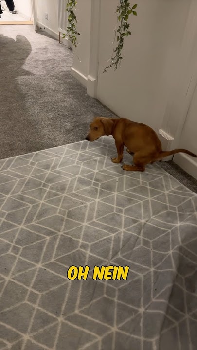 Wer hätte sich das noch getraut?😳 - YouTube