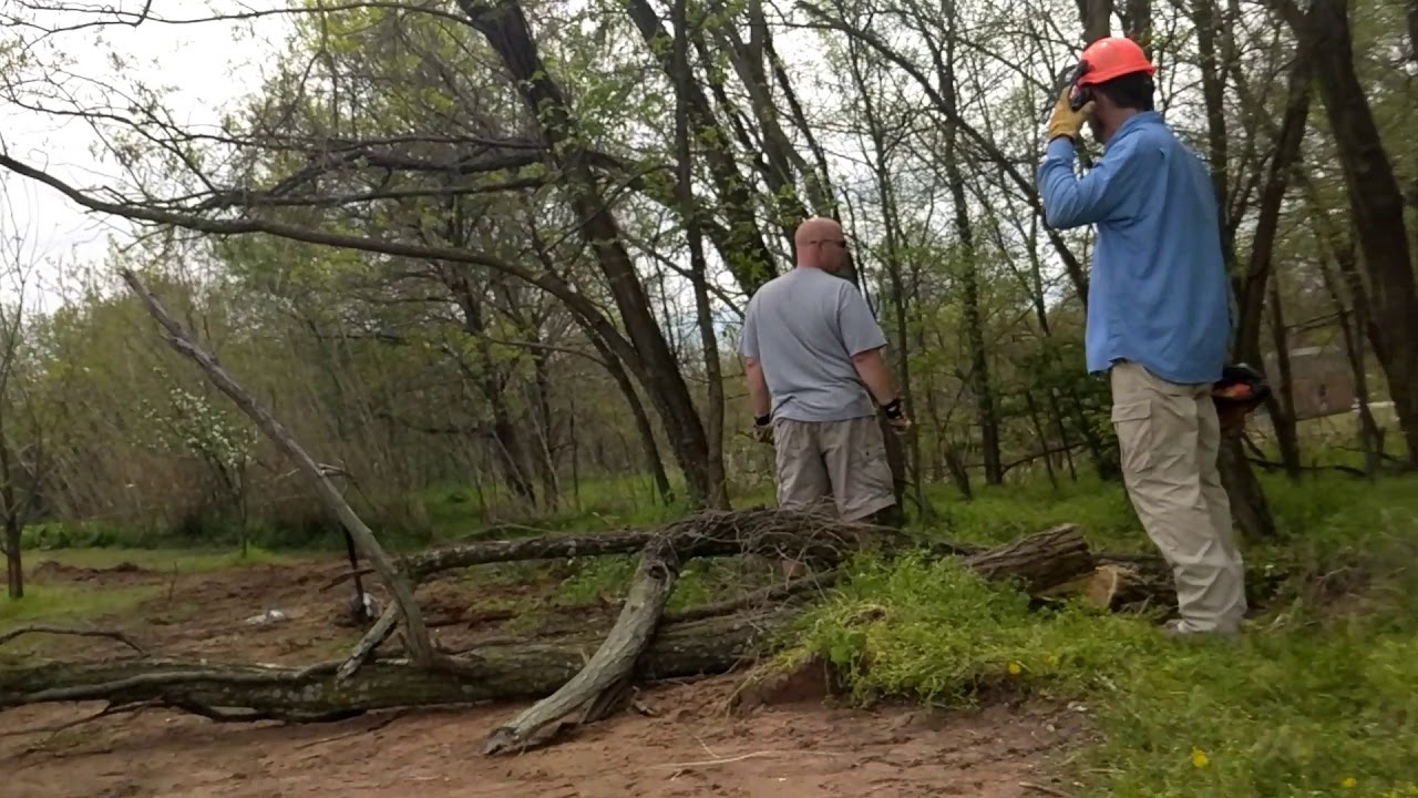 Cutting trees in quarantine! - YouTube