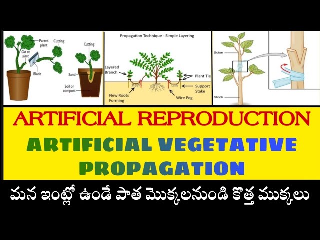 Layering Reproduction