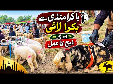 Buying goats from the goat market, village girl, lady butcher