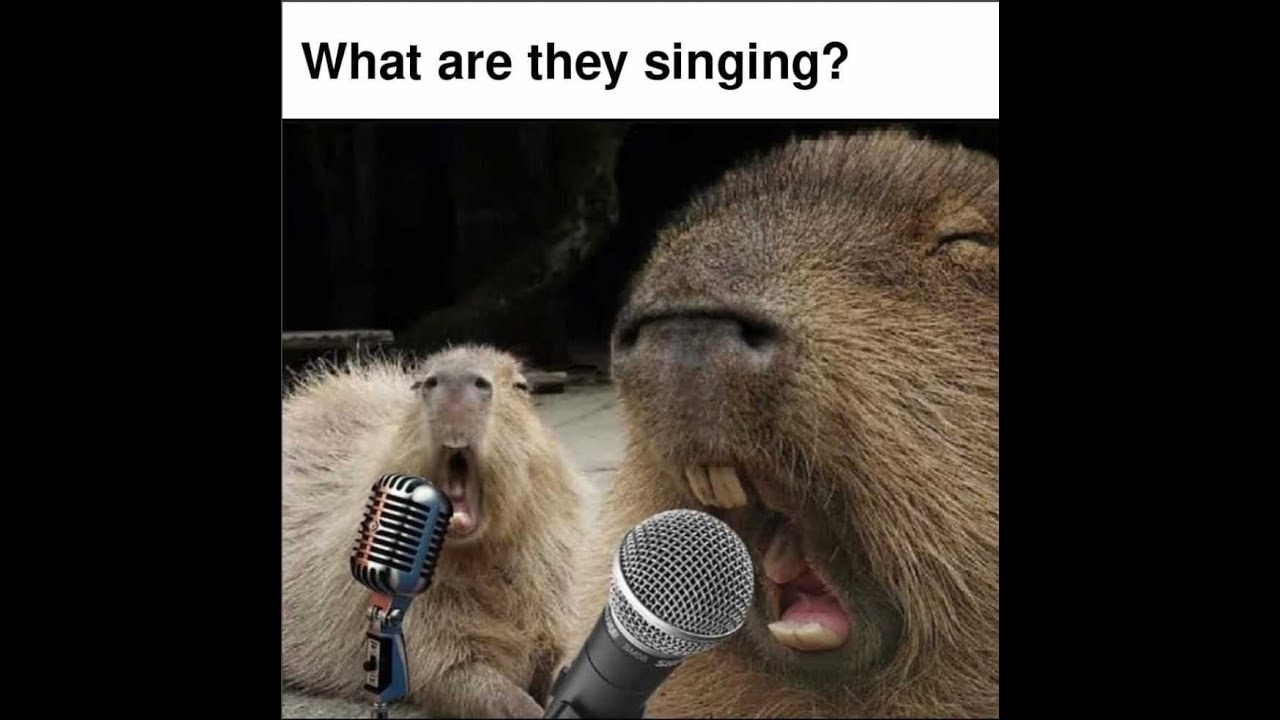 WHEN YOU REALLY LIKE CAPYBARAS... 😱😵 1H CAPYBARA SONG LOOP - YouTube
