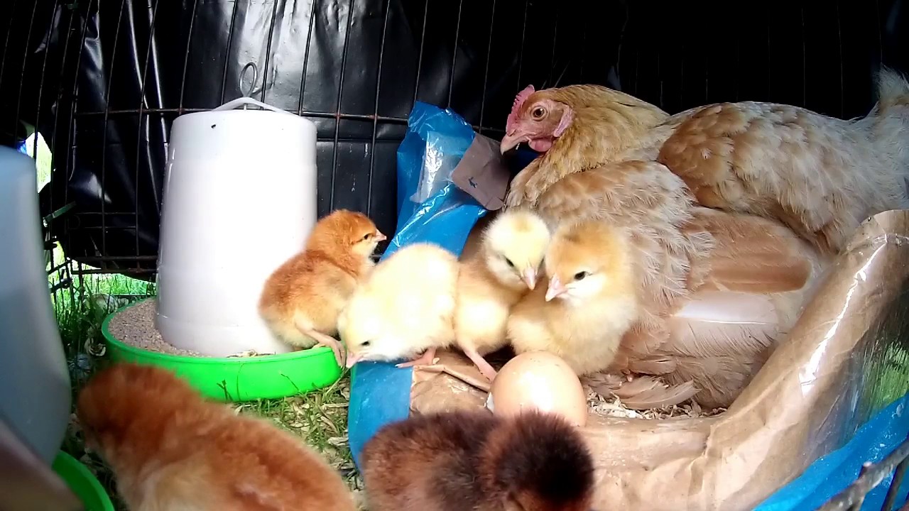 New 1 day old chicks - YouTube