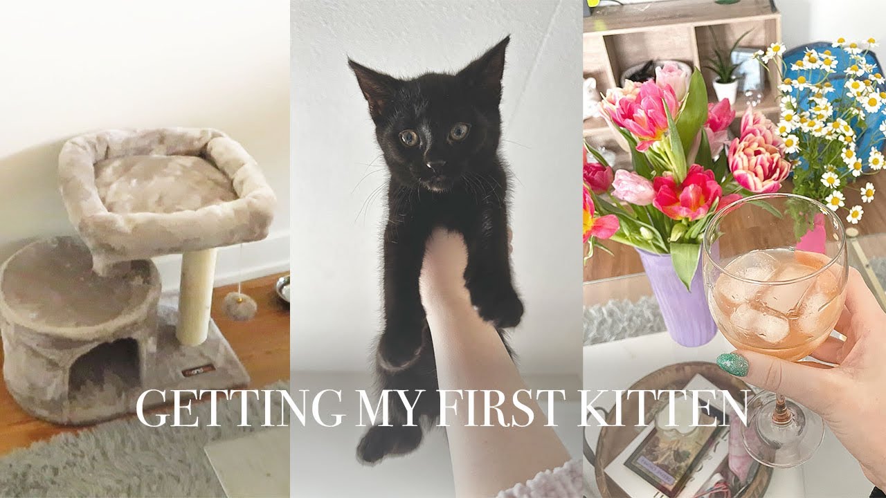 MEET KIWI MY 8 WEEK OLD KITTEN vlog #16 // buying cat supplies ...