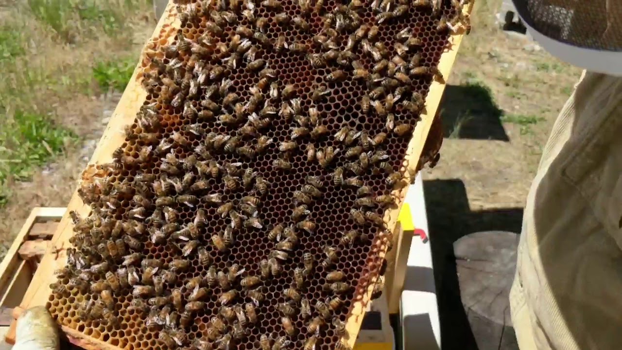 Walk away split has a laying queen - YouTube