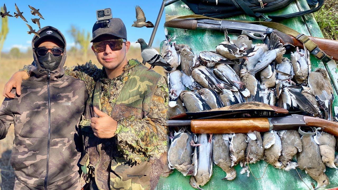 Cacería de palomas volando con escopeta calibre 12 - YouTube