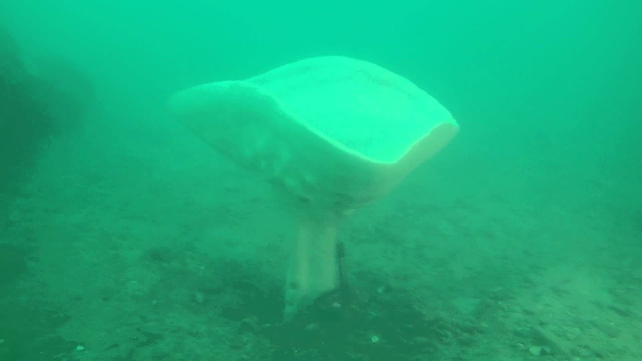 Neptune's Cup Sponge @ Southern islands of SG - YouTube