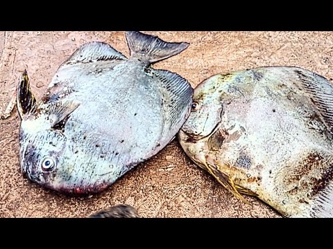 வௌவ்வள் மீன் மாதிரி இருக்கும் கெல்லள் மீன் Kellal fish copy of vavwall ...