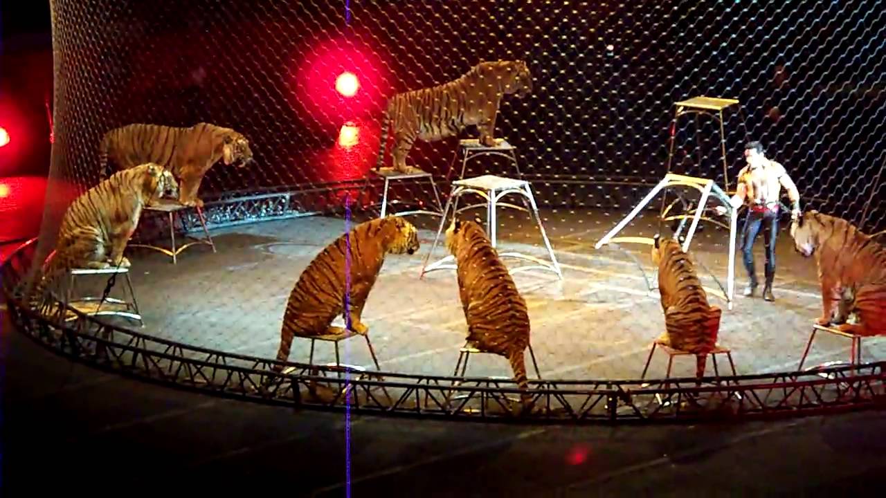 Tigers at Circus - YouTube