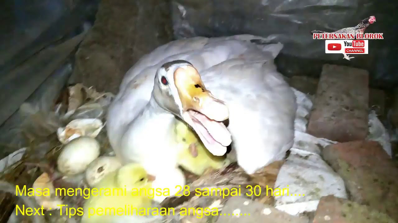 Observasi Angsa Bertelur hingga menetas lengkap - YouTube