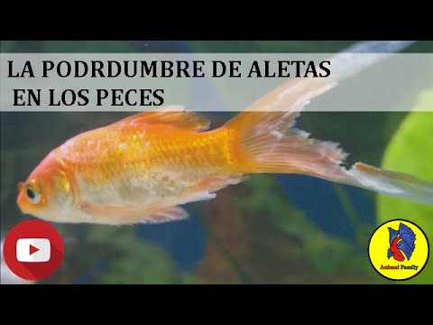PODREDUMBRE DE ALETAS EN PECES ¿QUÉ ES? ¿CÓMO CURARLA? ~ Animal Family ...