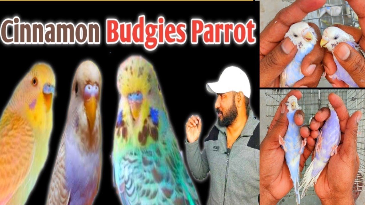 What Is Cinnamon Budgies Parrot // how to identify cinnamon budgies ...
