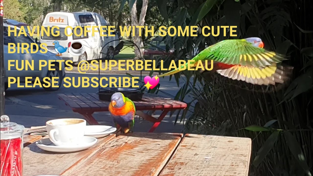HAVING COFFEE WITH SOME BEAUTIFUL WILD BIRDS 🐦💖 - YouTube