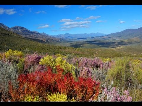 Fynbos mountain landscapes of the South African leopard, caracal & Cape ...