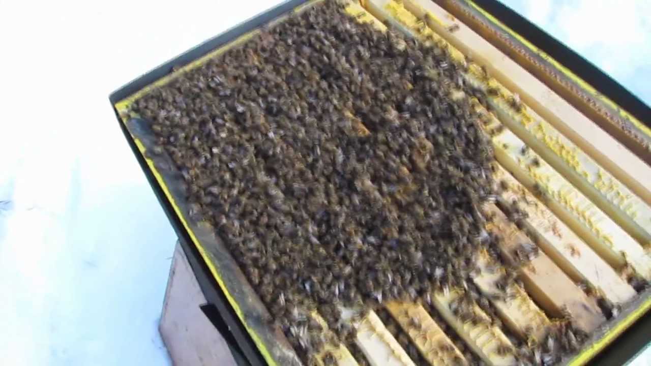 Starved Out Honey Bees (mudsongs.org) - YouTube