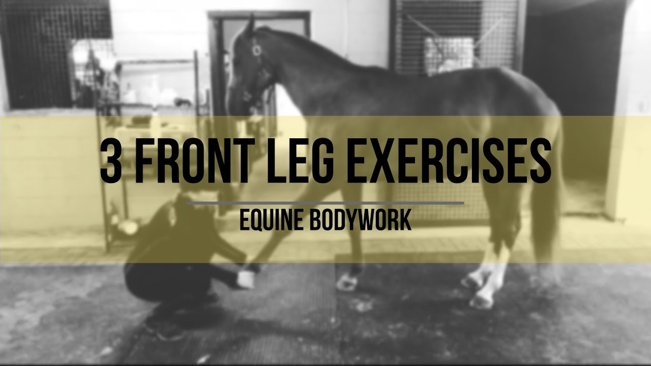 Three Front Leg Exercises - Equine Bodywork - YouTube