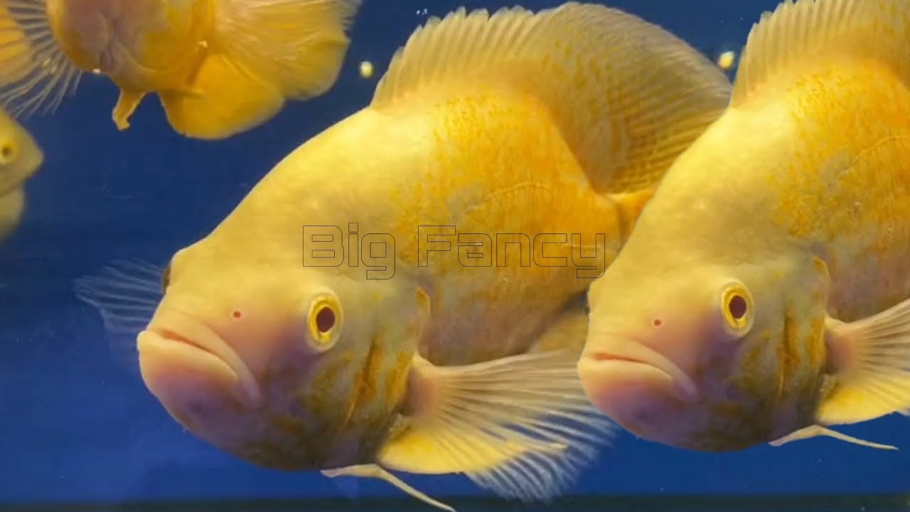 Most expensive oscar fishs | TOP 05 COLOUR black, yellow, red,lemon ...