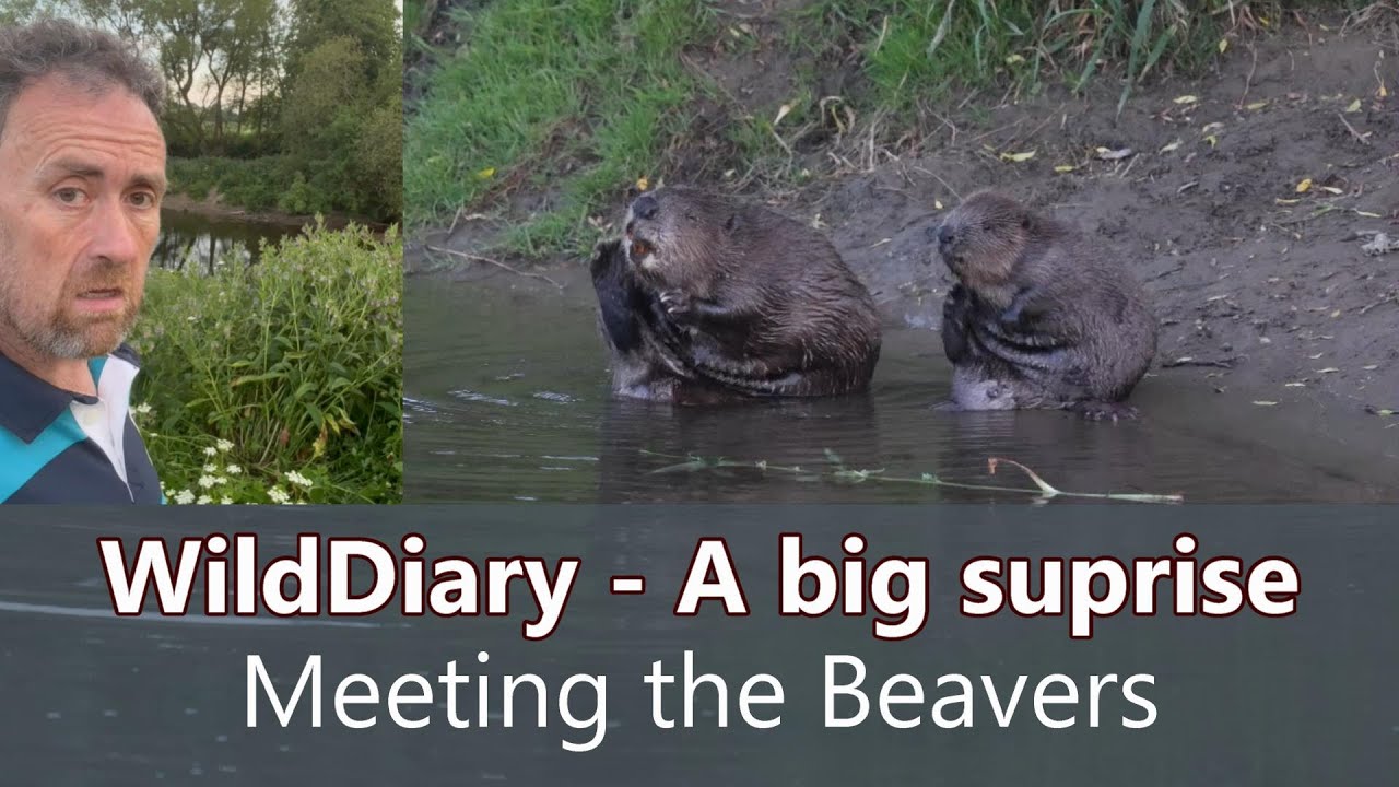 A big Suprise - Meeting the Beaver Family on an evening walk - YouTube