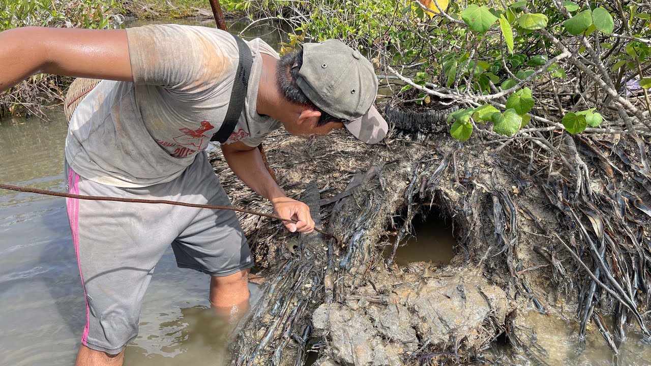 Hunting Giant Mud Crabs in the Swamp - Low Tide Crab Catching - YouTube