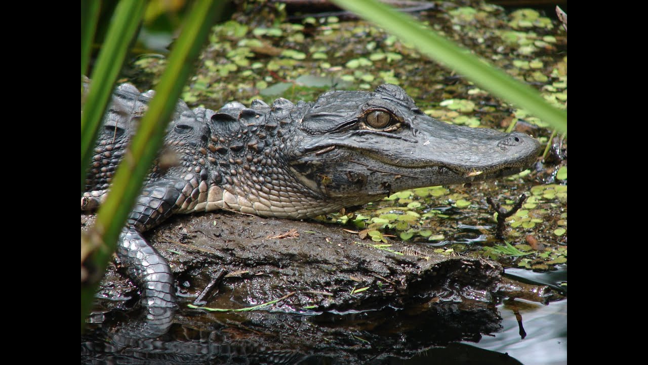 The Floridan aquifer and the"Green Swamp" - YouTube