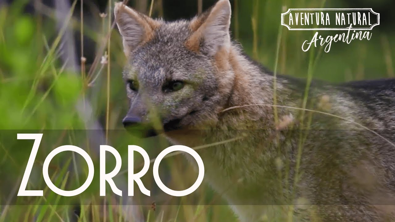 ZORRO DE MONTE - FOX OF MOUNT - Cerdocyon thous - YouTube